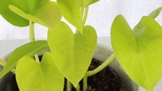 12 Interesting Pothos Varieties You Need To Check Out The Practical Planter