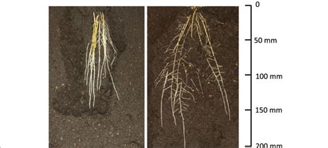 Strawberry Root Systems Grown In Rhizotrons A Hapil Cultivar Download Scientific Diagram