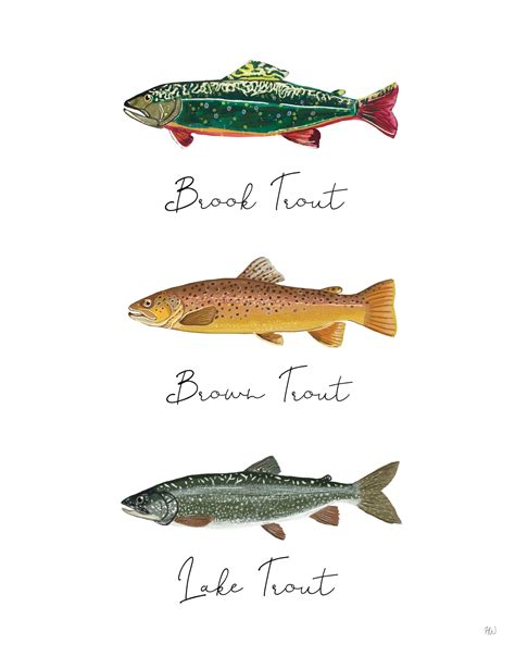 Brown Trout Vs Brook Trout