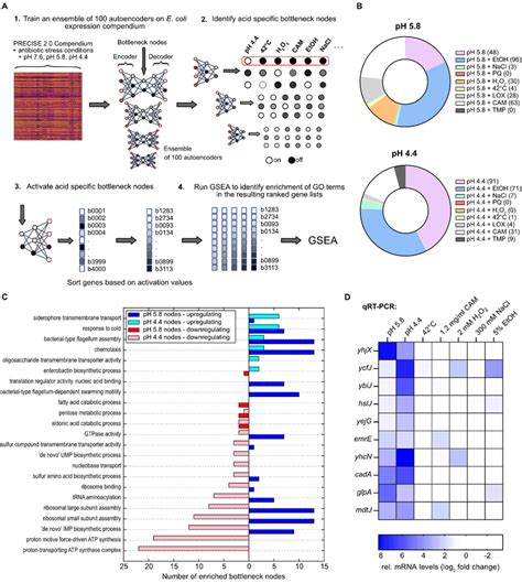 differentiation between acid stress response and general stress using