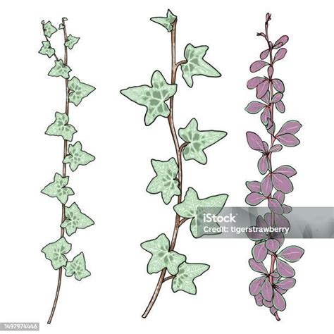 녹색 등반 담쟁이 크리퍼 분기 나뭇 가지 실제 식물에서 손으로 그리기 아이비 식물 장식 덩굴 또는 꽃 브러시 도시 정원 녹색 아이비의 스프리그 또는 새싹 가지 벡터 꽃