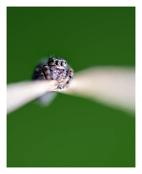 Cute Spidy R Macroporn