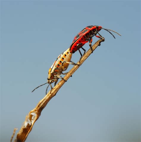 premium photo two bug