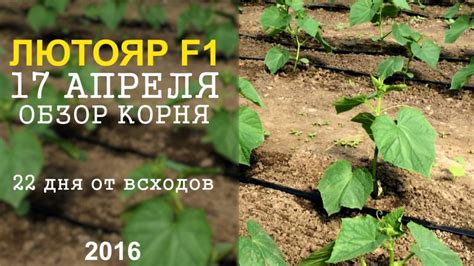 Откапываем корневую систему огурца Лютояр F1. Отличная корневая ...
