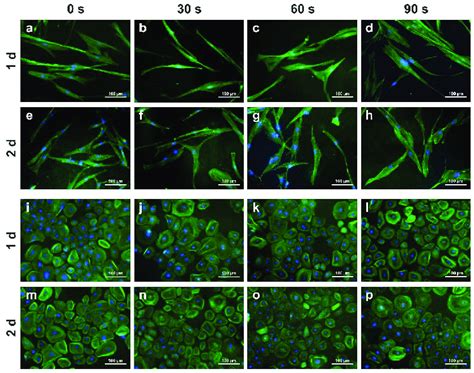 Effect Of Nipp On Cell Viability And Cytoskeleton Architecture Using