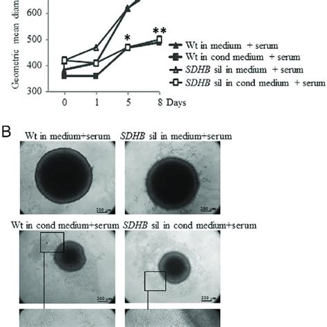 Effects Of The Microenvironment On Tumor Spheroid Growth A Spheroids
