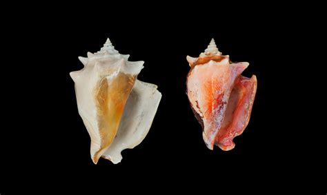 Unnatural” Selection Smithsonian Tropical Research Institute