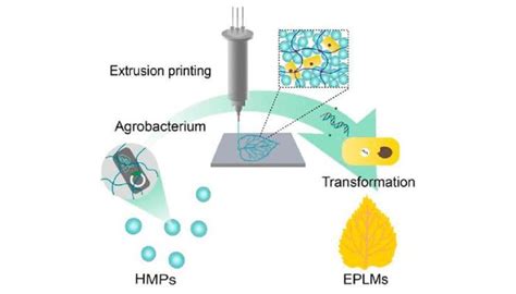Researchers Unveil Breakthrough 3d Bioprinting Method Using Plant Cells 3dnatives