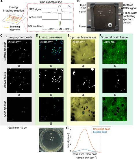 High Throughput Single Cell Sorting By Stimulated Raman Activated Cell Ejection Science Advances