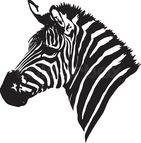 Zebra Head Stock Vector Colourbox