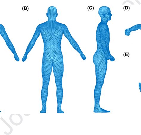 example processed 3d scan mesh of male volunteer from a anterior b