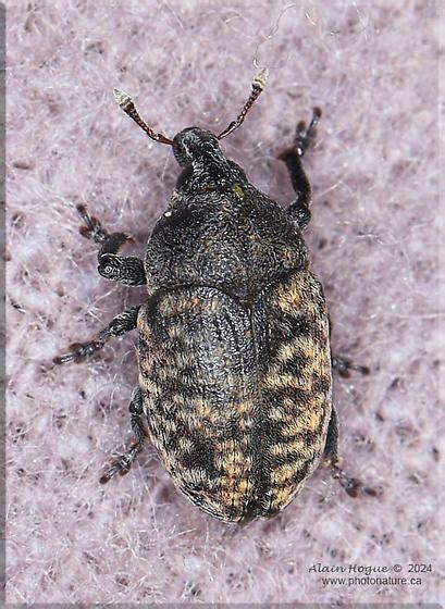 Larinus Obtusus Bugguide Net
