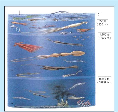 some specific bizarre species in the deep sea based on the depth