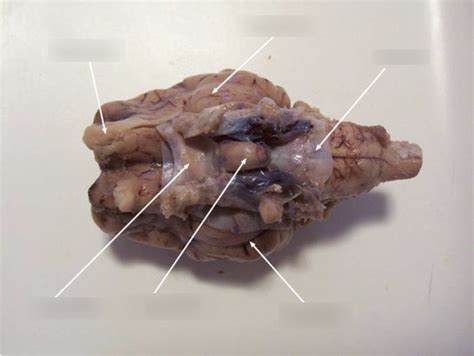 Sheep Brain Ventral Surface 1 Labeled Practical Diagram Quizlet Sheep Brain Ventral Surface 1 Labeled Practical Diagram Quizlet