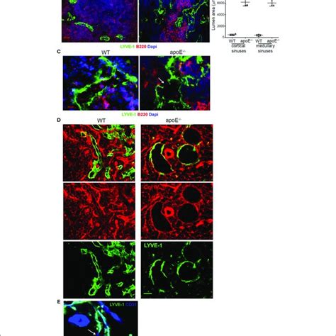 The Extended Lymphatic Network In Apoe − − Mice Lns Exhibits Download Scientific Diagram