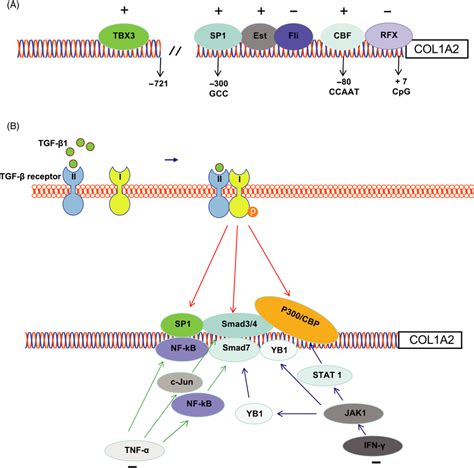Transcriptional Regulation Of Human Col1a2 A The Cis‐acting Elements