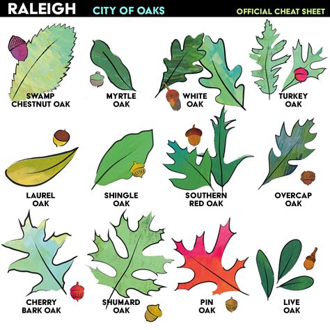 Types Of Oak Trees 23 Types Of Oak Trees By Leaf Oak Identification
