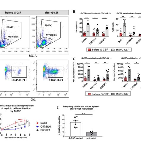 Myeloid Cell Mobilization By G Csf In Peripheral Blood Of Balbc
