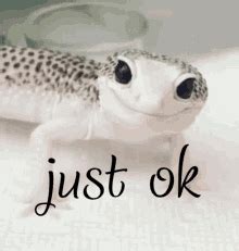 Just Ok Meh  Just Ok Meh Its Ok Discover And Share S