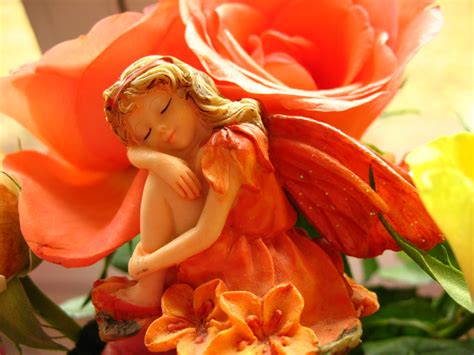 무료 이미지 꽃잎 빨간 노랑 플로라 꿈 공상 꼬마 요정 플로리스트 리 매크로 사진 꽃 피는 식물 꽃다발 육상 식물 2048x1536