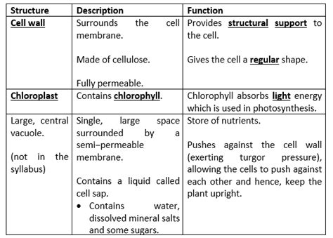 Cell Parts And Their Functions