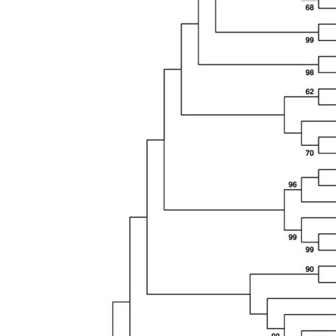 strict consensus maximum parsimony tree based on the analysis of nrrna