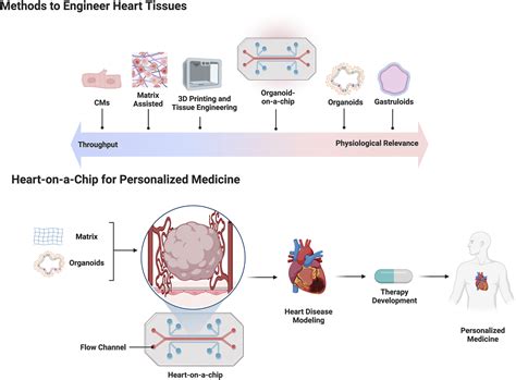 Frontiers Biotechnological Advances And Applications Of Human