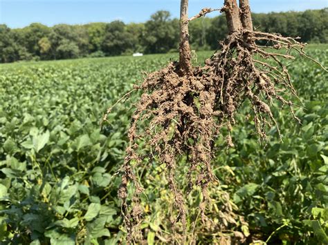 Root Knot Nematode Tomato Agriculture Pest Management 42 Off