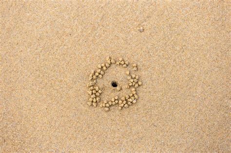 Small Balls Of Sand Bubbler Crab On Mission Beach Queensland