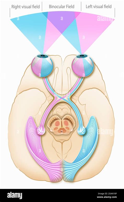 Diagram Of The Human Visual System The Image Is Projected Onto The Diagram Of The Human Visual System The Image Is Projected Onto The