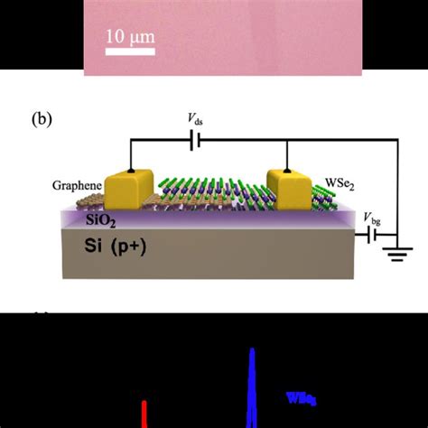 Pdf Gate Tunable Rectification Inversion And Photovoltaic Detection In Graphene Wse2