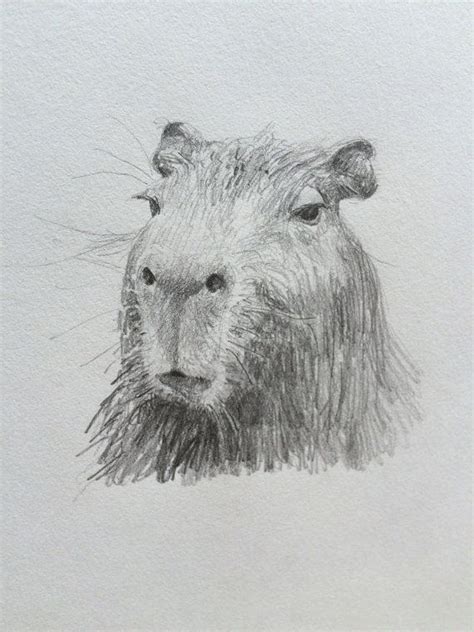 Capibara | Иллюстрации, Капибара, Рисунки животных