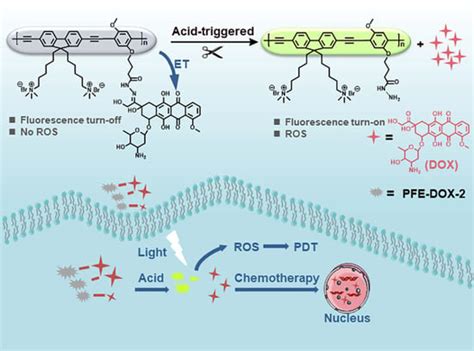 A Ph Responsive Drug Delivery System Based On Conjugated Polymer For Effective Synergistic Chemo