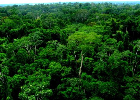 Trees Of The Rainforest Canopy At Oliver Wolff Blog