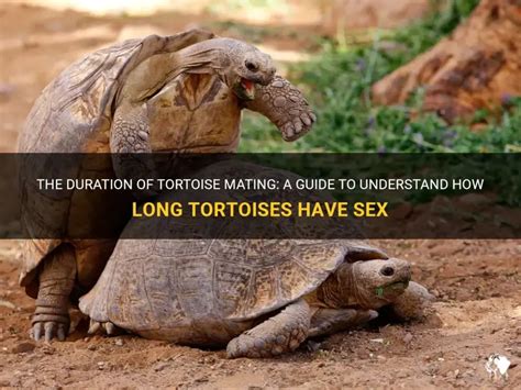 The Duration Of Tortoise Mating A Guide To Understand How Long