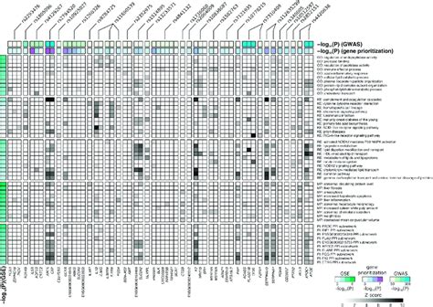 Heatmap Representing The Results Of DEPICT Functional Annotation Download Scientific Diagram