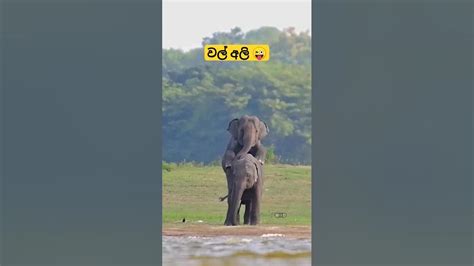 ලුණු කරේ යන අලි 😁😜🐘🐘 Youtube