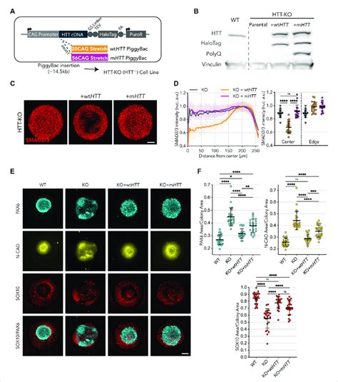 Wild Type Htt But Not Mutant Restores Endogenous Htt Function A