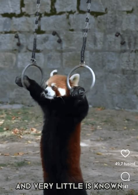 i feel a kinship with the red pandas r introvertmemes