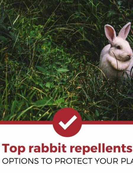 Top 5 Best Gopher Baits 2025 Todays Homeowner