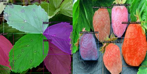 Strawberry Disease Detection Dataset Kaggle