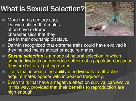 Ppt Aim Swbat Define Lek Mating And Sexual Selection Powerpoint Presentation Id 2058998