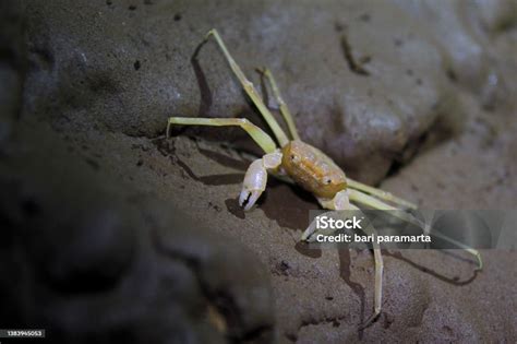 Sesarmoides Jacobsoni Cave Biota That Lives In The Karst Area Of Gunung