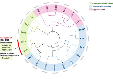 科学网—《细胞报告》：武汉大学蔡车国团队揭示非典型cdk调控三阴性乳腺癌发展的新机制 小柯生命的博文