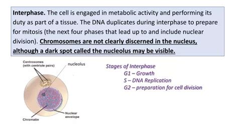 Ppt Nucleolus Powerpoint Presentation Free Download Id2236654