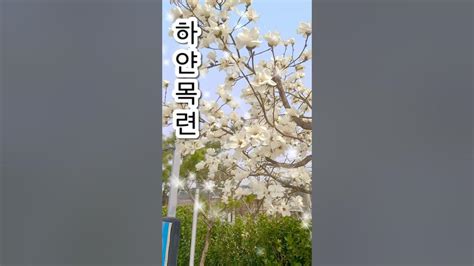 하얀목련 양희은 봄이오나봄 💗 3월27일 Youtube