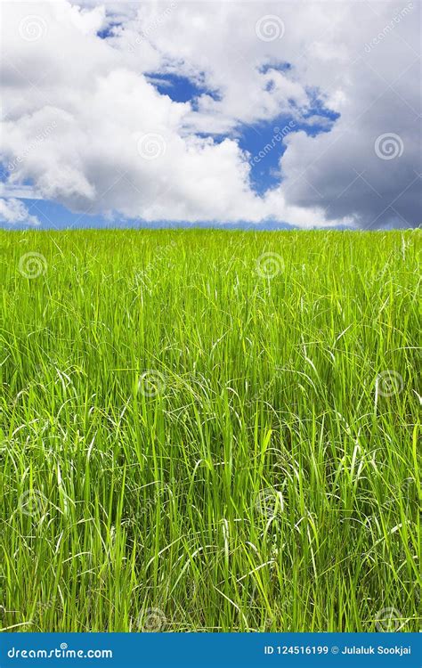 Beautiful Grasses Field And Sky Stock Image Image Of Season Lawn