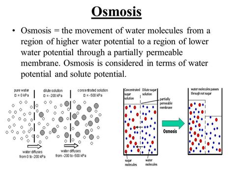 Unlocking The Answers To Diffusion And Osmosis Problems A Comprehensive Key