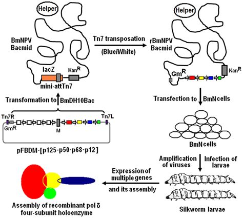 A Schematic Outline For Generation Of Recombinant Virus And Its