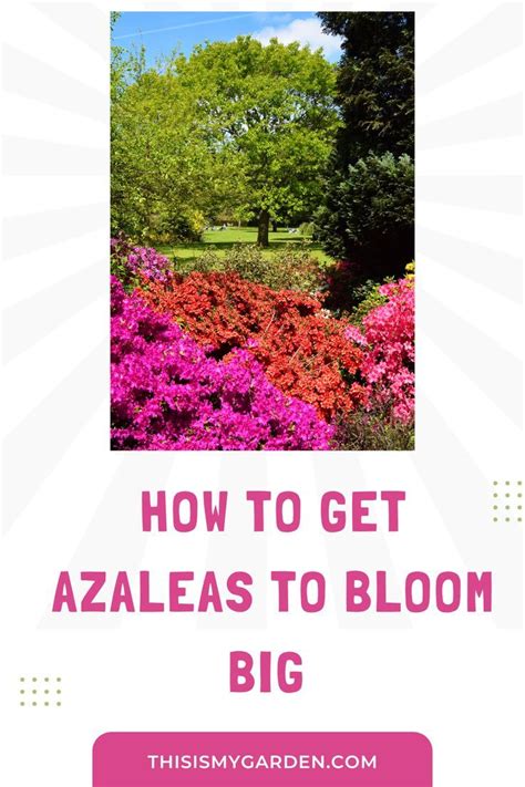 How To Get Azaleas To Bloom Big The Secret To Growing Azaleas